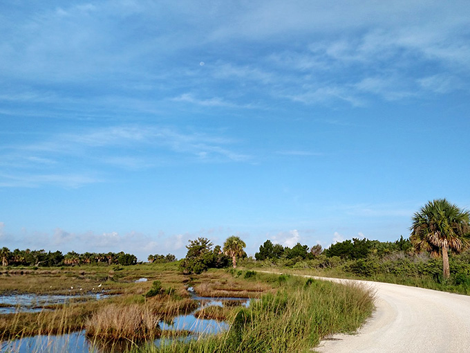 Wetlands and palm trees create a postcard-perfect scene, at least until the sun goes down and the weird lights start appearing.