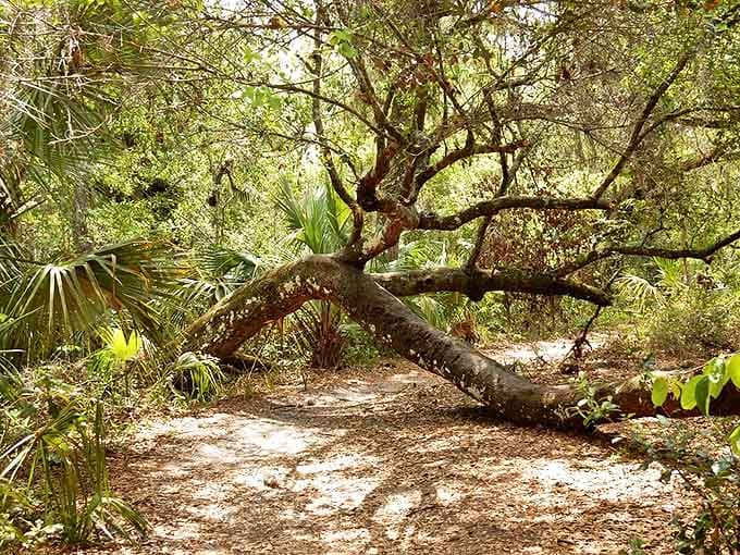 Sunlight streams through Little Big Econ's leafy canopy, creating a natural light show that dances across the forest floor with every breeze.