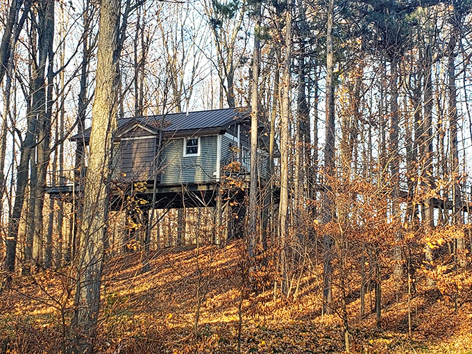 Fall transforms Tree House Ridge into a painter's palette of warm hues, with this cabin appearing to float among the golden autumn foliage.