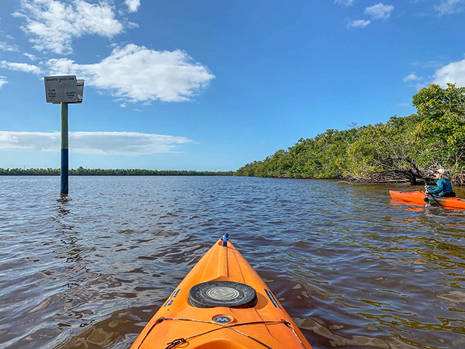 Where freshwater meets salt, creating a brackish nursery that nurtures an astonishing variety of life in this transitional ecosystem.