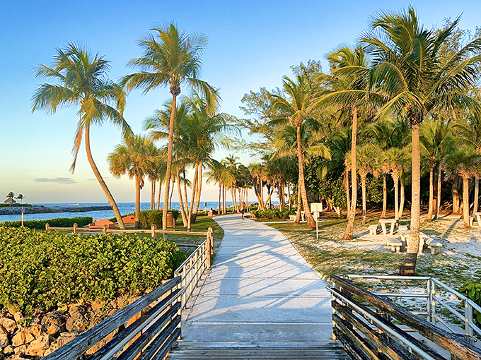 The boardwalk stretches like nature's red carpet, inviting visitors to stroll between swaying palms while collecting mental postcards at every step.