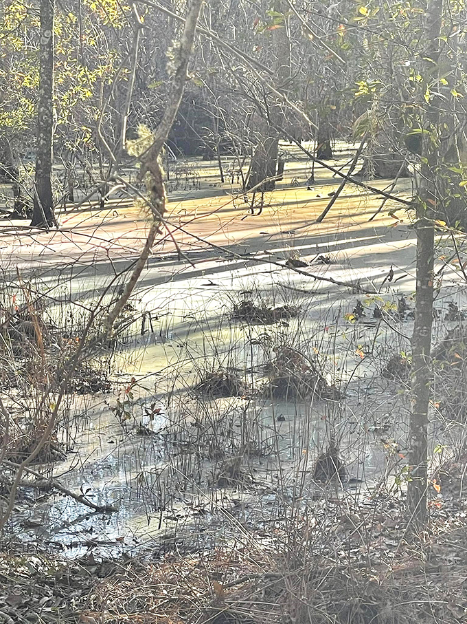 Morning light reveals nature's chemistry experiment – oil from decaying plants creating a canvas worthy of a modern art museum.