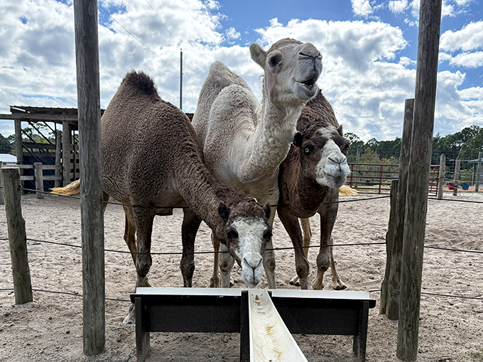 The camel family portrait &ndash; where everyone has a better hair day than you ever will.