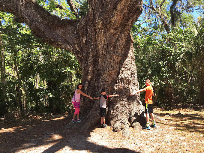 Young explorers discover the joy of tree-hugging, their arms barely spanning a fraction of this botanical giant's impressive girth.