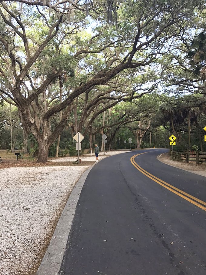 Centuries of growth culminate in this living archway, where each tree tells a story written in rings and weathered bark.