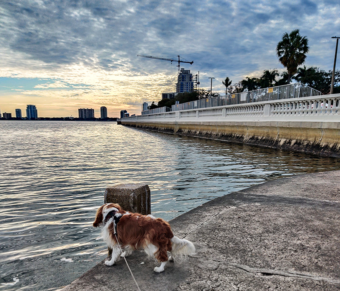 Even four-legged visitors appreciate Bayshore's charms, where dogs and their humans create the perfect Florida postcard moment.