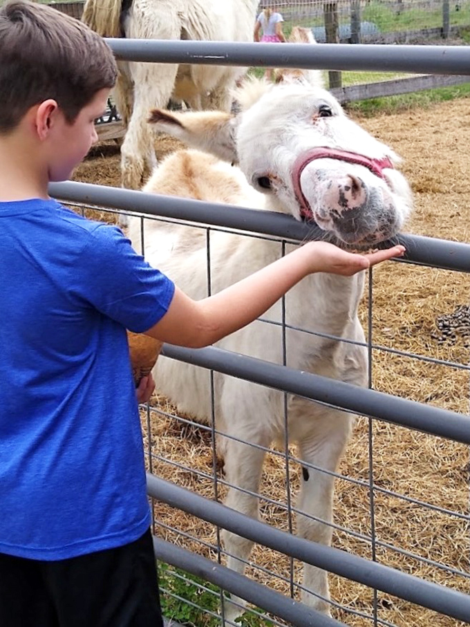 A young visitor offers a treat to an eager donkey, whose velvety nose and gentle eyes belie their stubborn reputation.