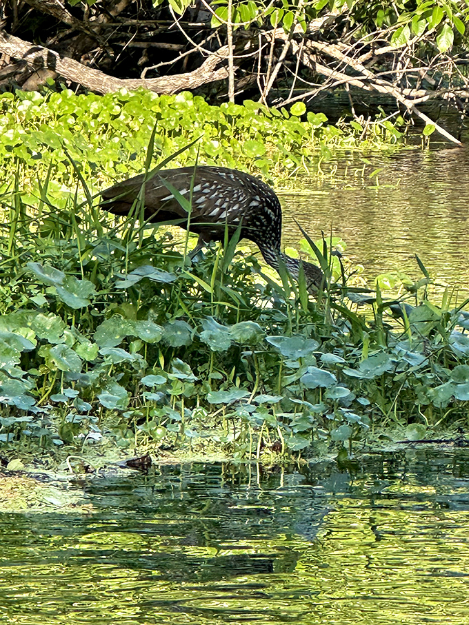 Dinner time detective work &ndash; this wading bird demonstrates the patience that would make most fishermen jealous.
