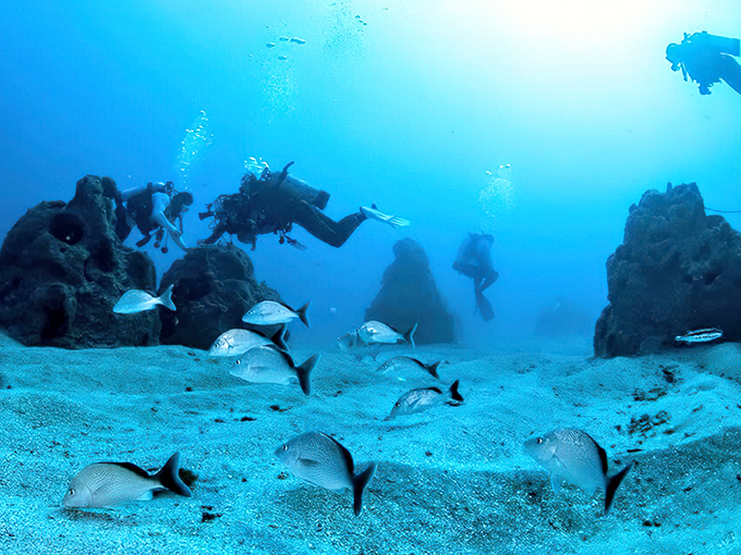 Divers glide through an underwater gallery where fish have become both visitors and permanent residents of this living art installation.