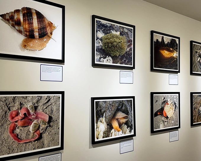 Nature's artistry captured through the photographer's lens &ndash; these framed images reveal details of marine life most of us would never notice on a casual beach stroll.