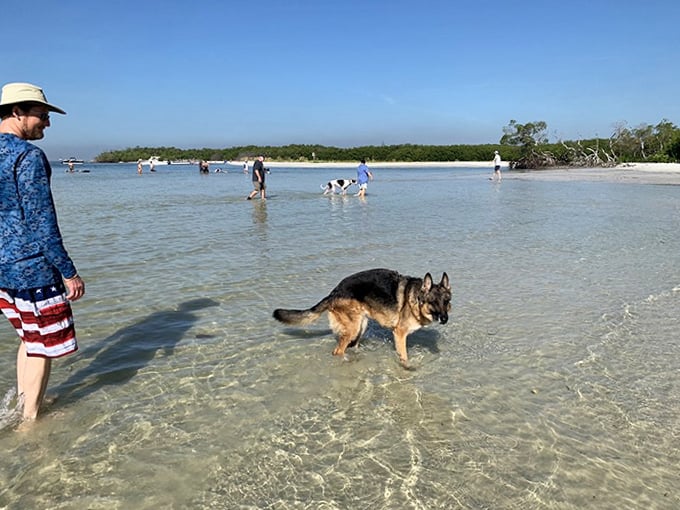 "Is this deep enough yet?" A curious German Shepherd tests the waters while maintaining perfect situational awareness.