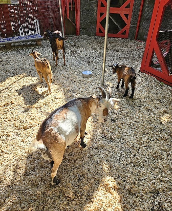 Goat philosophers contemplate life's big questions: "Is that human holding food?" and "Can I climb on that?"
