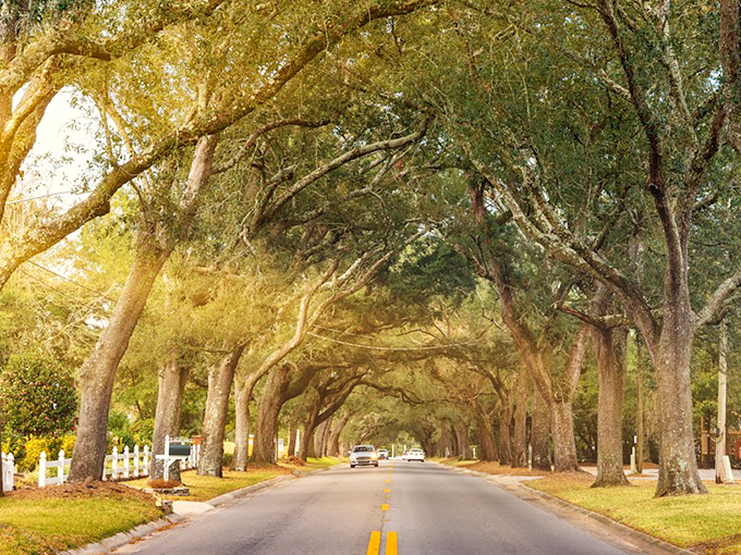 Golden hour transforms this already magical tunnel into something from a fairytale. The trees practically glow with their own inner light!