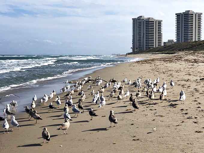 Underwater ballet: A swimmer glides through the crystalline depths of Fanning Springs, where visibility rivals the clearest Caribbean waters.