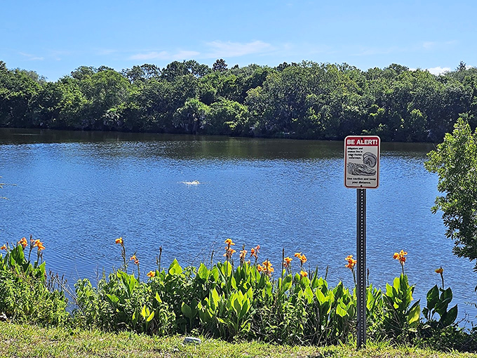 Florida's natural gallery &ndash; Lake Anhinga's waters mirror the sky while warning signs remind visitors that art isn't the only wildlife present.