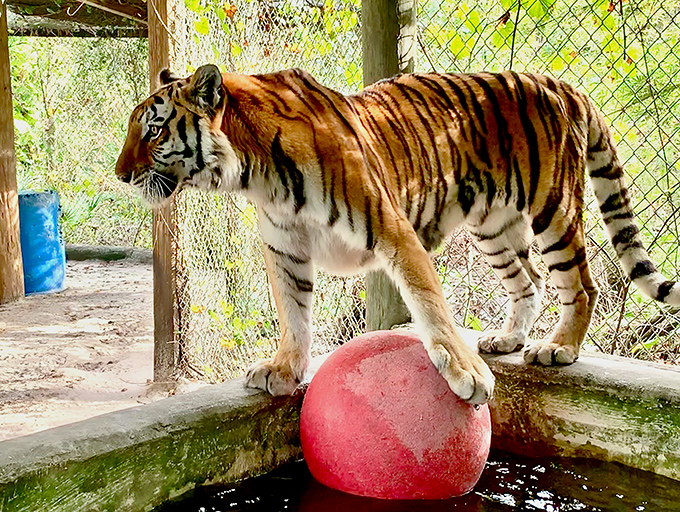 This tiger clearly knows something about living the good life. At Lions, Tigers & Bears, the residents have better vacation photos than most tourists.