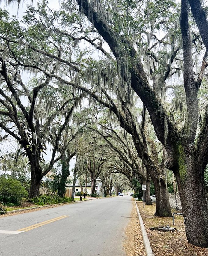 Magnolia Street offers the perfect frame for photographers, where every angle presents a new perspective on this natural wonder that no filter could improve.