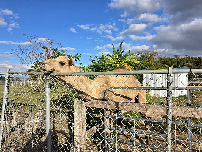This camel clearly took a wrong turn at the Sahara and decided Florida's weather was worth staying for.