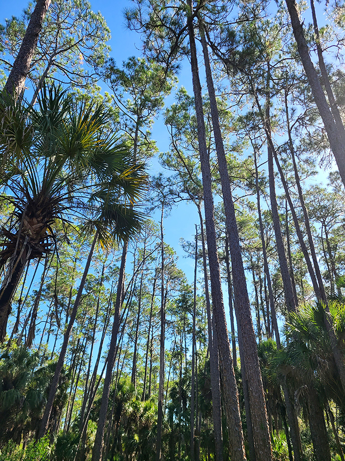 Towering pines reach for impossibly blue skies, creating a natural skyscraper effect that makes Manhattan's buildings seem like amateur hour.