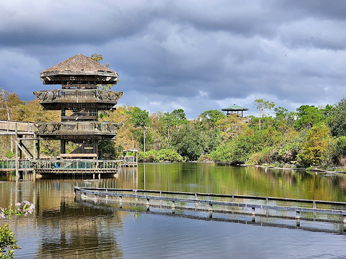 Climb for panoramic views of cypress-lined waters where dozens of alligators lounge like prehistoric sunbathers enjoying Florida's rays.