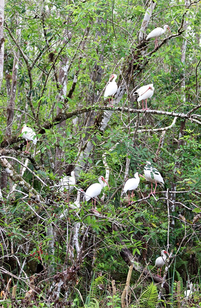 White ibises gather in the trees like a convention of elegant birds discussing important avian matters, their white plumage bright against the green.
