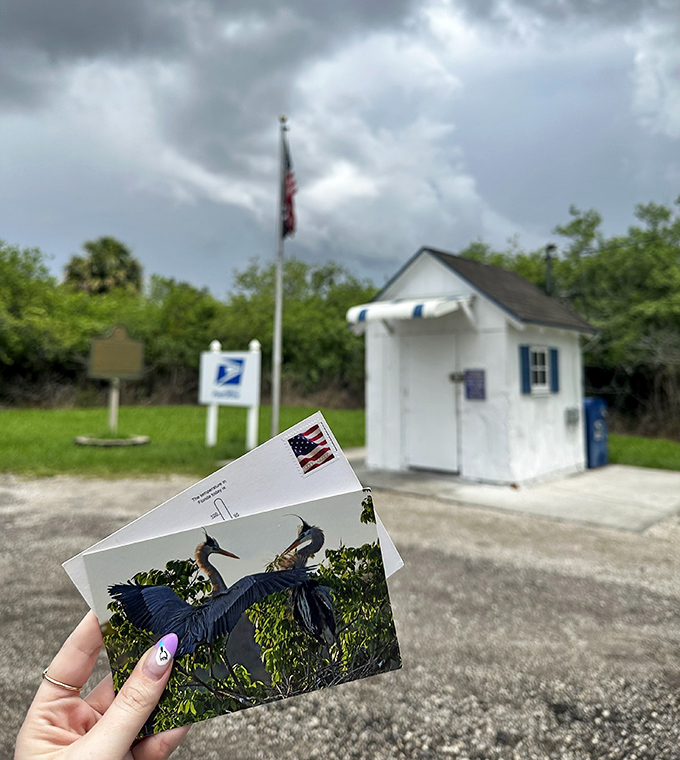 Nothing says "Wish you were here" quite like sending a postcard of Everglades wildlife from America's tiniest post office.