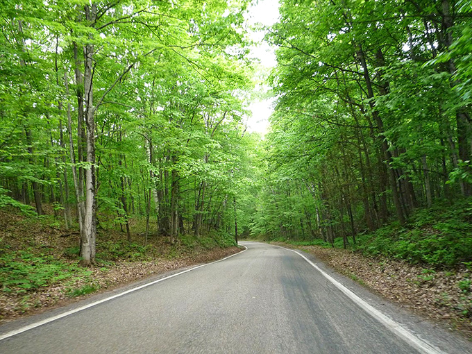 Summer's emerald canopy creates nature's air conditioning &ndash; this verdant corridor offers cool respite even on Michigan's most sweltering days.