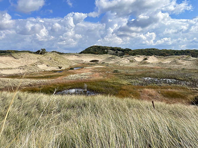 The Saugatuck Harbor Natural Area presents dunes and wetlands in their untamed glory &ndash; Mother Nature showing off without apology.