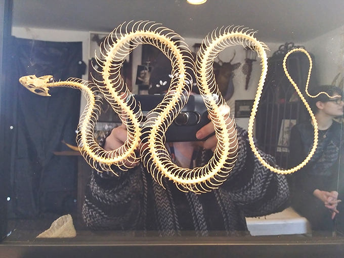 The delicate vertebrae of this snake skeleton create a mesmerizing pattern, showcasing nature's engineering brilliance in death as in life.