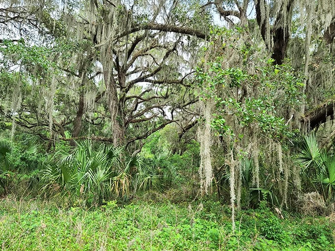 Southern live oaks draped in Spanish moss create nature's cathedral, where sunlight filters through like stained glass in an ancient church.