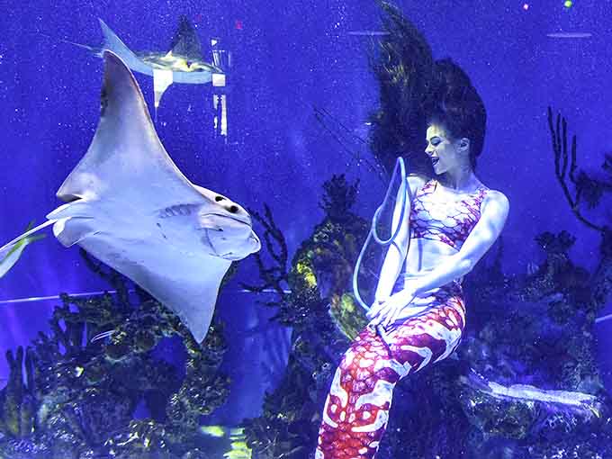 Grace meets grace &ndash; a majestic stingray glides past a performer, creating a dance partnership millions of years in the making.
