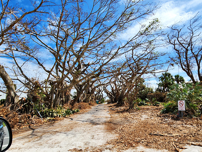 After storms pass, the trees stand resilient, their bare branches creating gothic beauty that photographers dream about capturing.