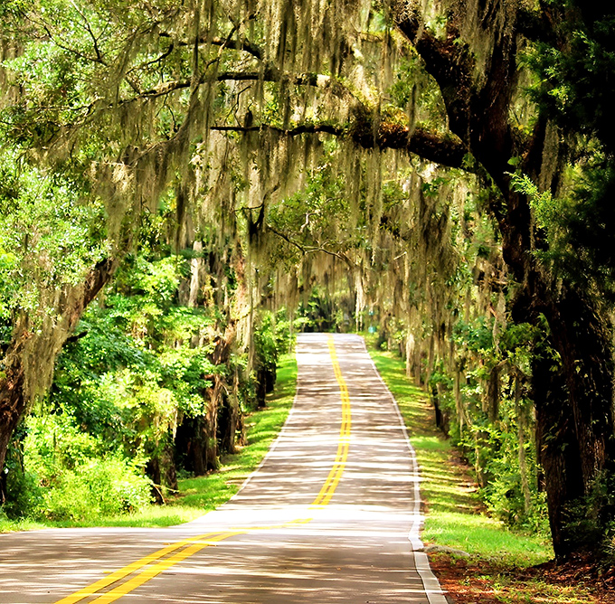 Summer brings a lush fullness to the canopy, creating a cool sanctuary where temperature drops noticeably the moment you enter this green tunnel.