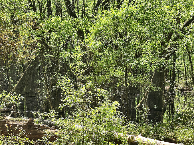 Summer transforms the forest into a vibrant green wonderland, though the humidity might have you wondering if you're hiking or swimming through air.