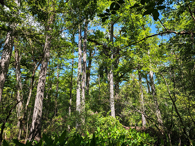 Towering cypress sentinels reach skyward, their ancient trunks telling stories of centuries past to anyone patient enough to listen.