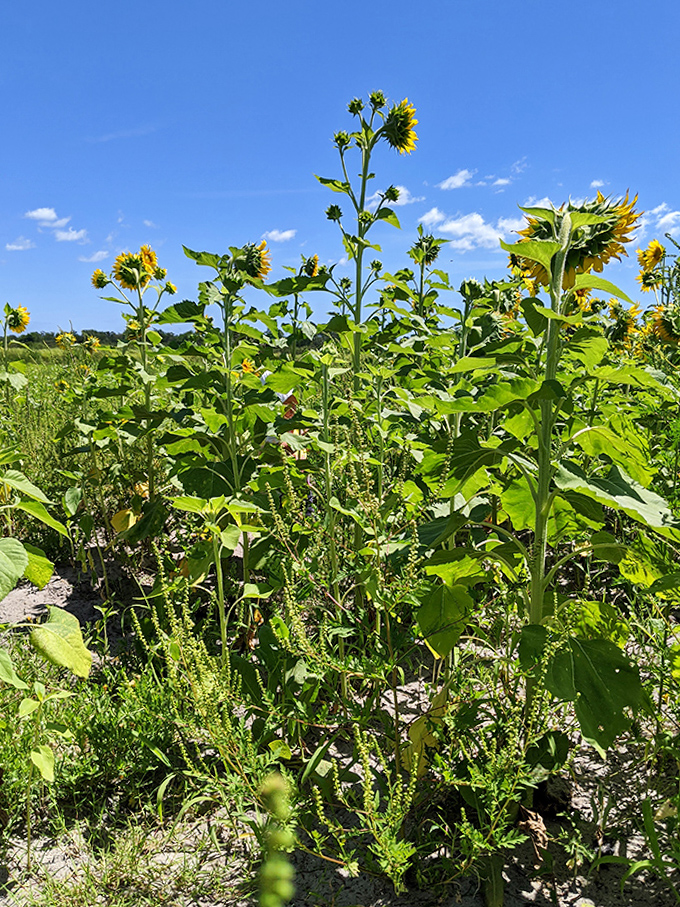 Towering sunflowers reach skyward like botanical high-rises, their massive faces tracking the sun's journey across the Florida sky.