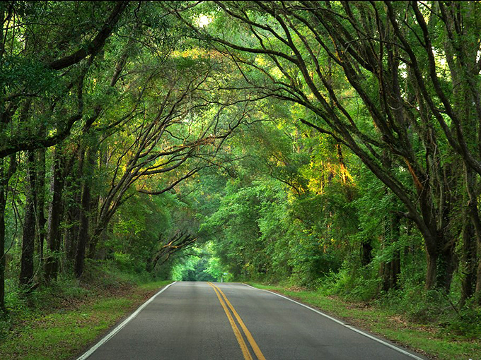 Nature's perfect frame – this tunnel of trees creates a living corridor where light and shadow dance across the pavement like natural art.