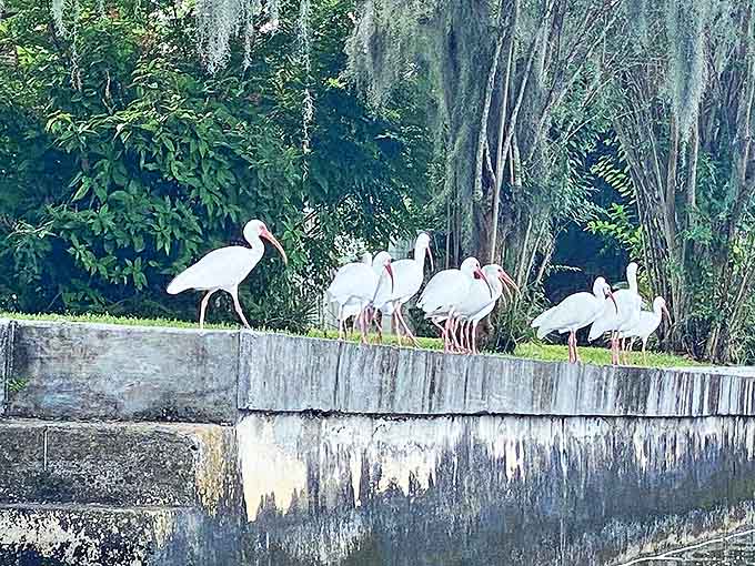 White ibis committee meeting in progress &ndash; discussing important marsh matters while showing off their fashionable curved beaks.