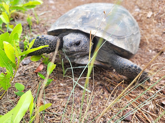 This gopher tortoise didn't get the memo about Florida's reputation for speed &ndash; he's been practicing slow living since before it was trendy.