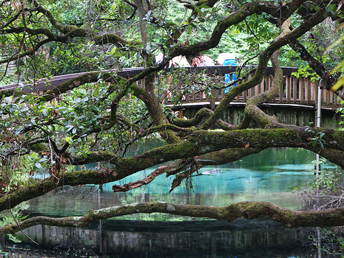 Crossing this bridge feels like stepping into a fairytale, minus the trolls demanding payment.