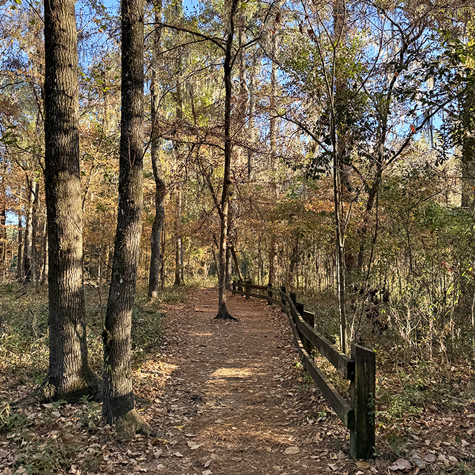 Autumn transforms the sinkhole rim into a golden gallery, where falling leaves create nature's confetti celebrating another season.