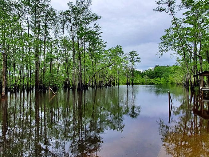 Morning's light transforms ordinary tree reflections into a masterpiece that would make Monet jealous.