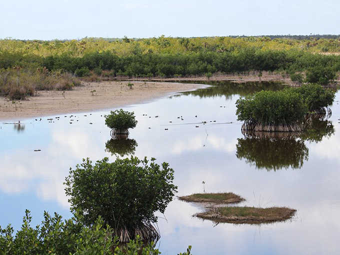 Reflections dance across brackish waters where fresh and salt waters mingle, creating one of Florida's most biologically diverse ecosystems.
