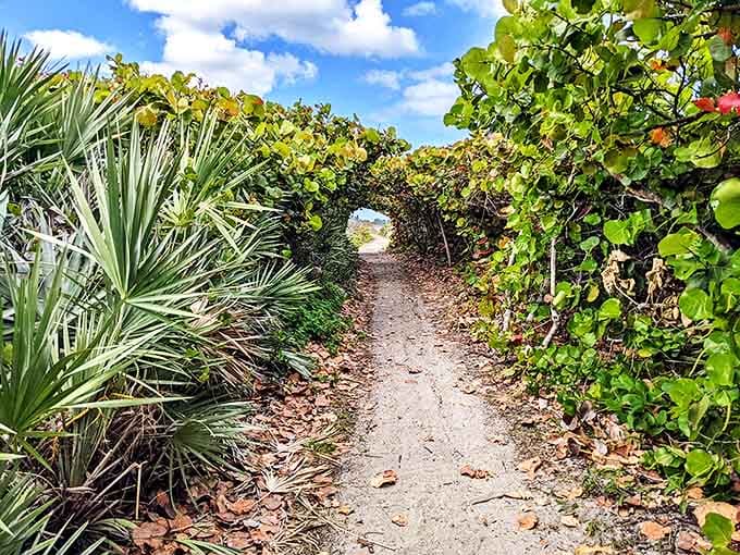 Nature's green archway beckons explorers through a tunnel of sea grape leaves. The path whispers promises of discovery just around the bend.