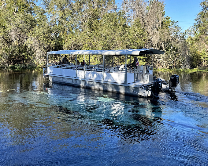 The river cruise boat glides through cypress-lined waterways, offering visitors glimpses of Florida wildlife and pristine nature beyond the mermaid shows.