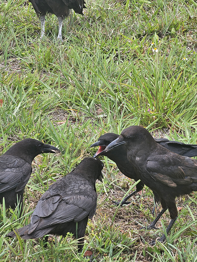 Nature's cleanup crew: these savvy crows hold an impromptu meeting, likely discussing which visitor's unattended snack they'll target next.