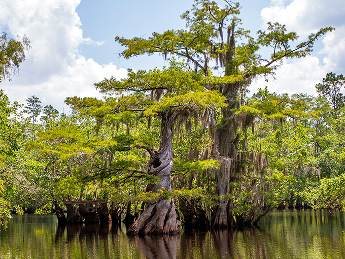 A solitary cypress stands like an island universe, its reflection creating a perfect symmetry that feels almost too perfect to be natural.