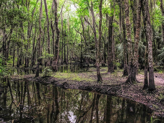 Spanish moss drapes from ancient branches, creating a haunting canopy that whispers tales of old Florida.