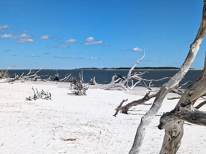 These aren't just dead trees &ndash; they're nature's storytellers, recording decades of coastal change in their weathered, sun-bleached forms.