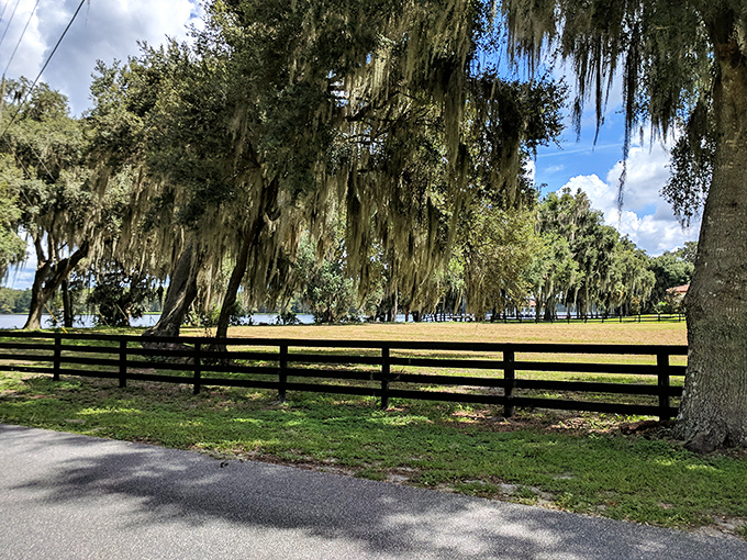 Beyond the road, pastoral scenes unfold with fences framing verdant fields under the watchful gaze of Spanish moss sentinels.